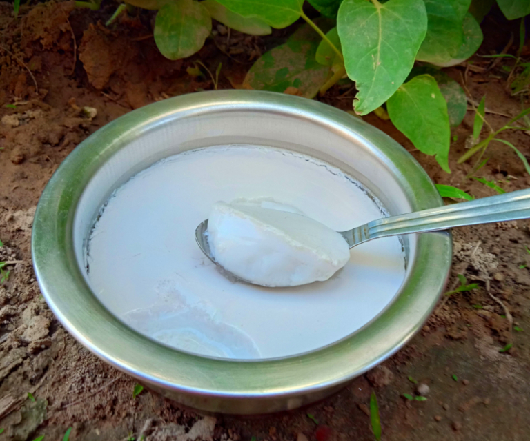 Make Vegan Curd Starter with Idli Batter! – Of Donkeys & Dhoklas